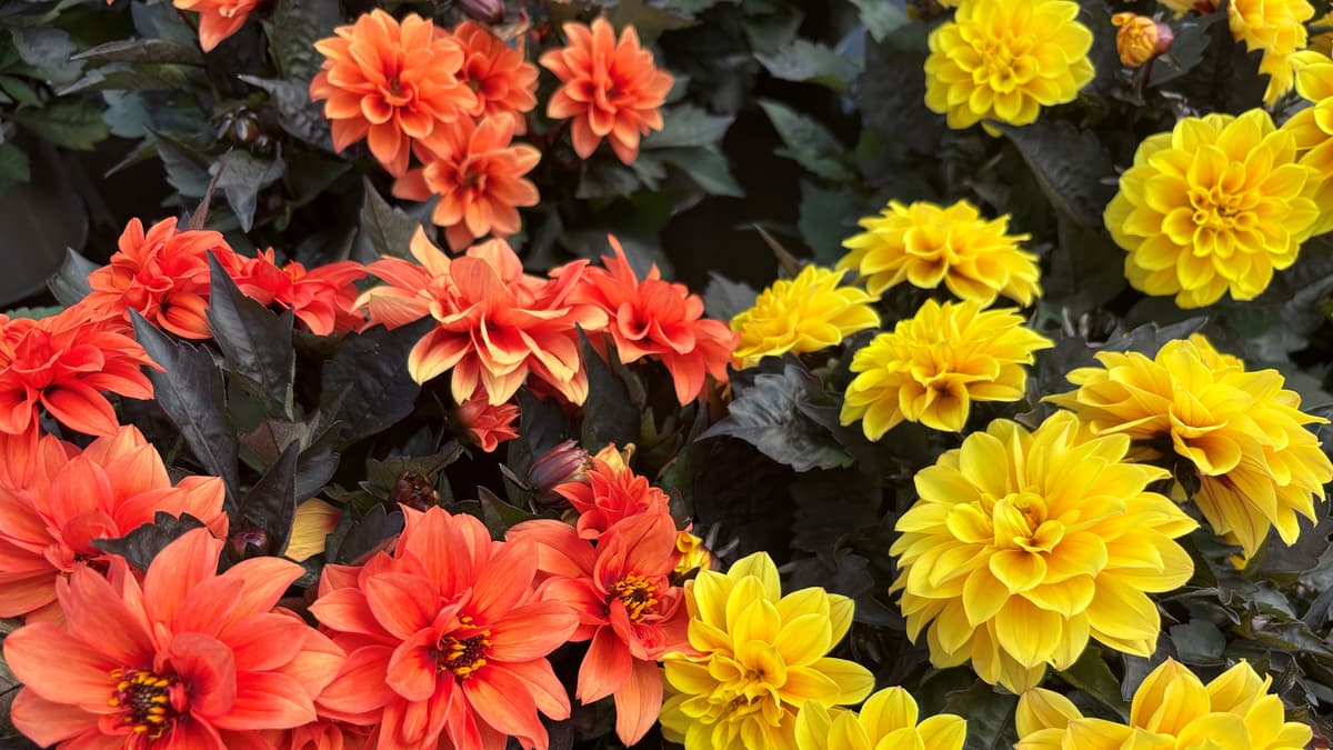 British Garden Centres’ top ten sun-loving plants to brighten your outdoors | brecon-radnor.co.uk