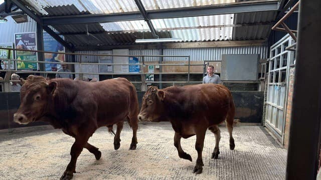 Strong trade and top prices at Knighton Market | brecon-radnor.co.uk
