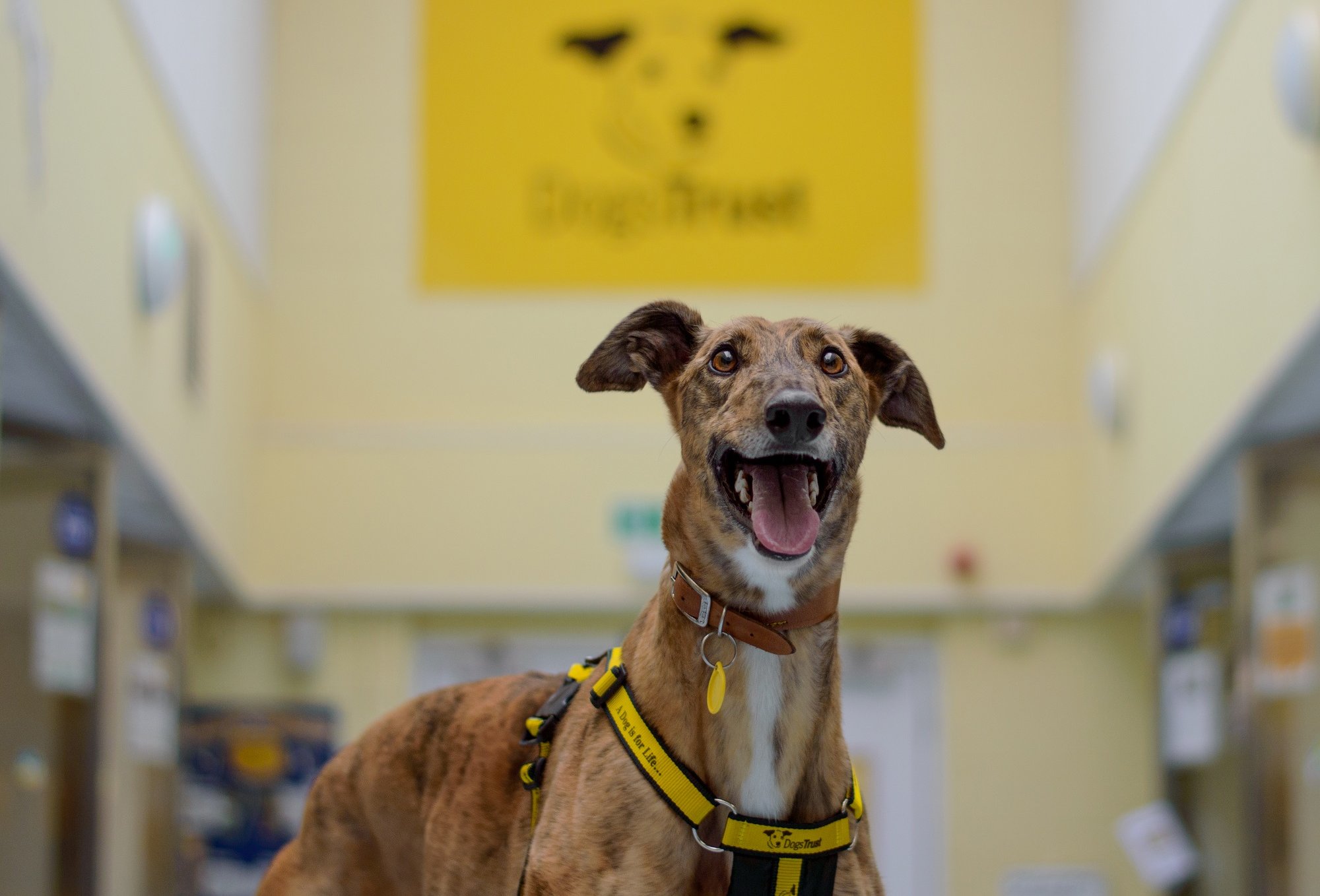 Dogs Trust advocates for improved dog welfare in Wales | brecon-radnor ...