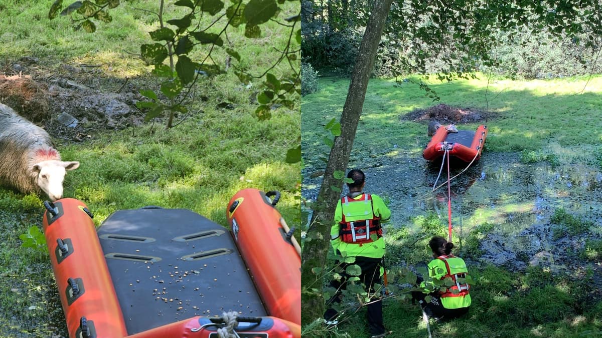 WATCH: Brecon firefighters rescue sheep stranded on pond island ...