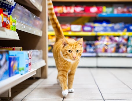Mid Wales wanderer scoops trophy at National Cat Awards 2025 | brecon ...