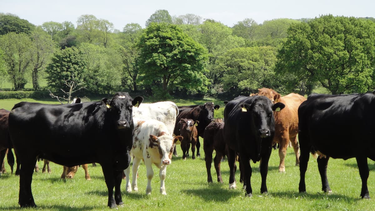 FUW urges vigilance after bluetongue virus reaches Wales | brecon-radnor.co.uk