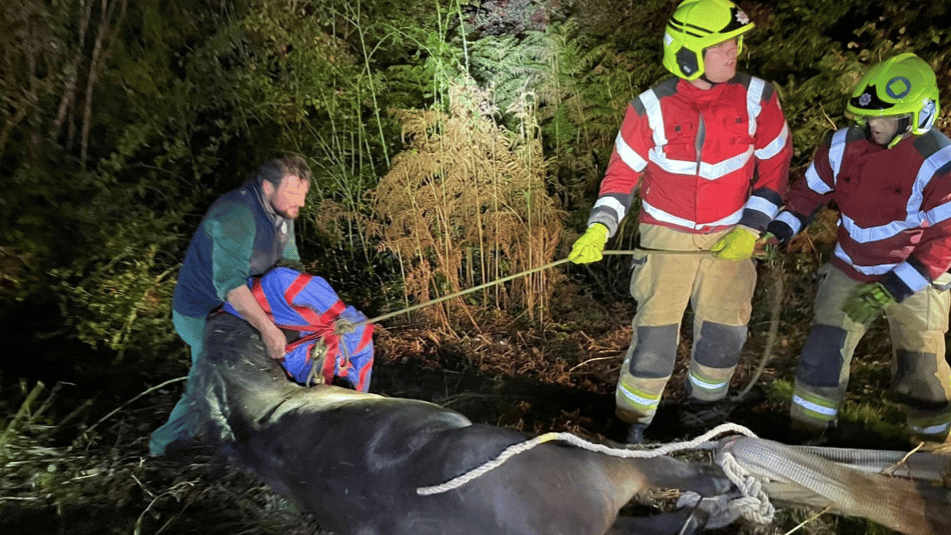 Brecon fire crew help save fallen horse | brecon-radnor.co.uk