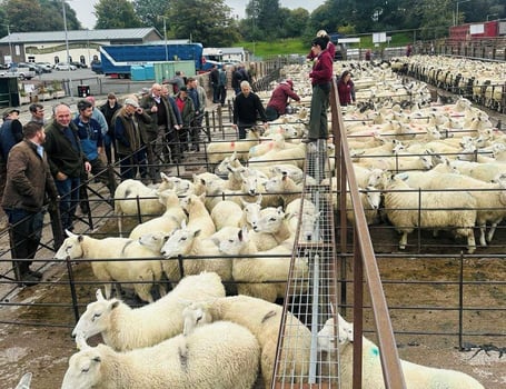 Strong trade at Knighton despite tougher conditions | brecon-radnor.co.uk