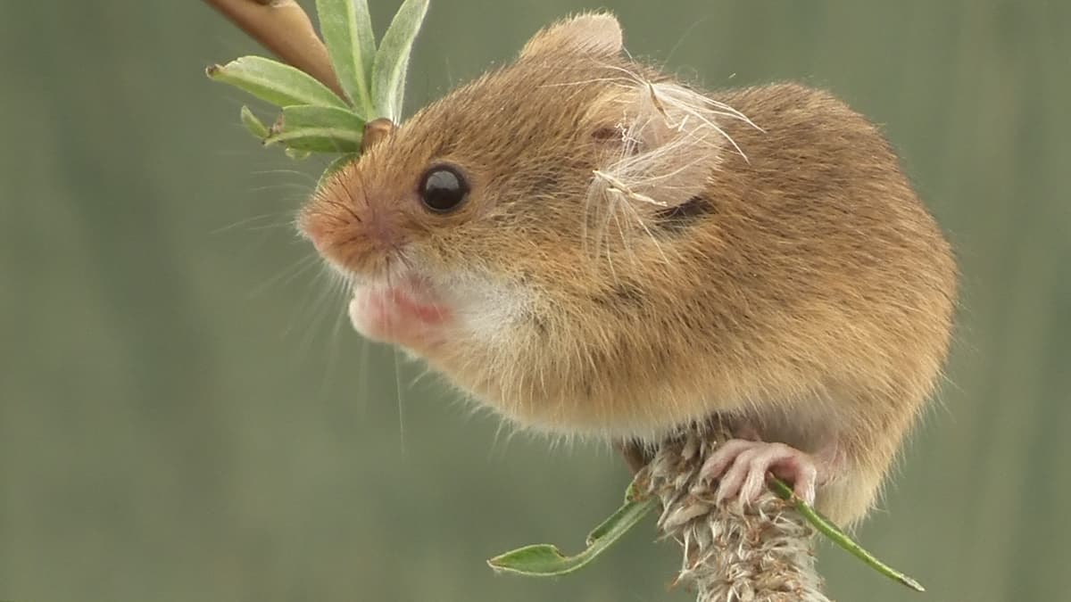 NRW calls for volunteers to help map harvest mice across Wales | brecon ...