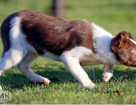 Brecon's Kevin Evans leads Skipton sale with five-figure sheepdog ...
