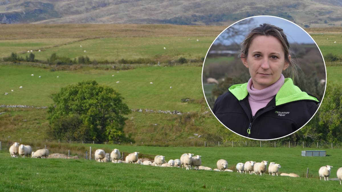 FUW hails ‘long-overdue’ law to tackle dog attacks on livestock ...